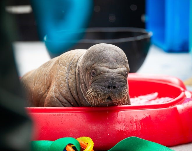 Whiskers & Waddles: Walrus Calf Rescue and Rehabilitation – Florida ...