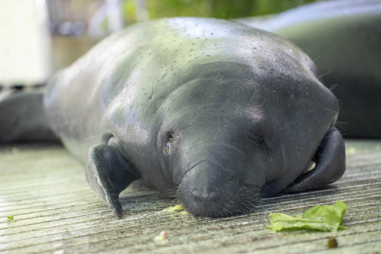 Decades of Dedication: Supporting Manatee Rescue, Rehabilitation, and ...